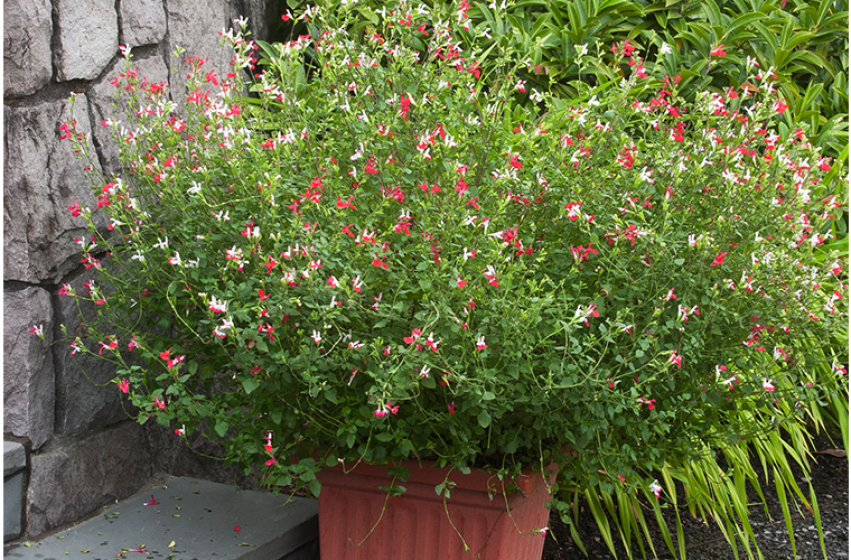 Hot lips salvias store